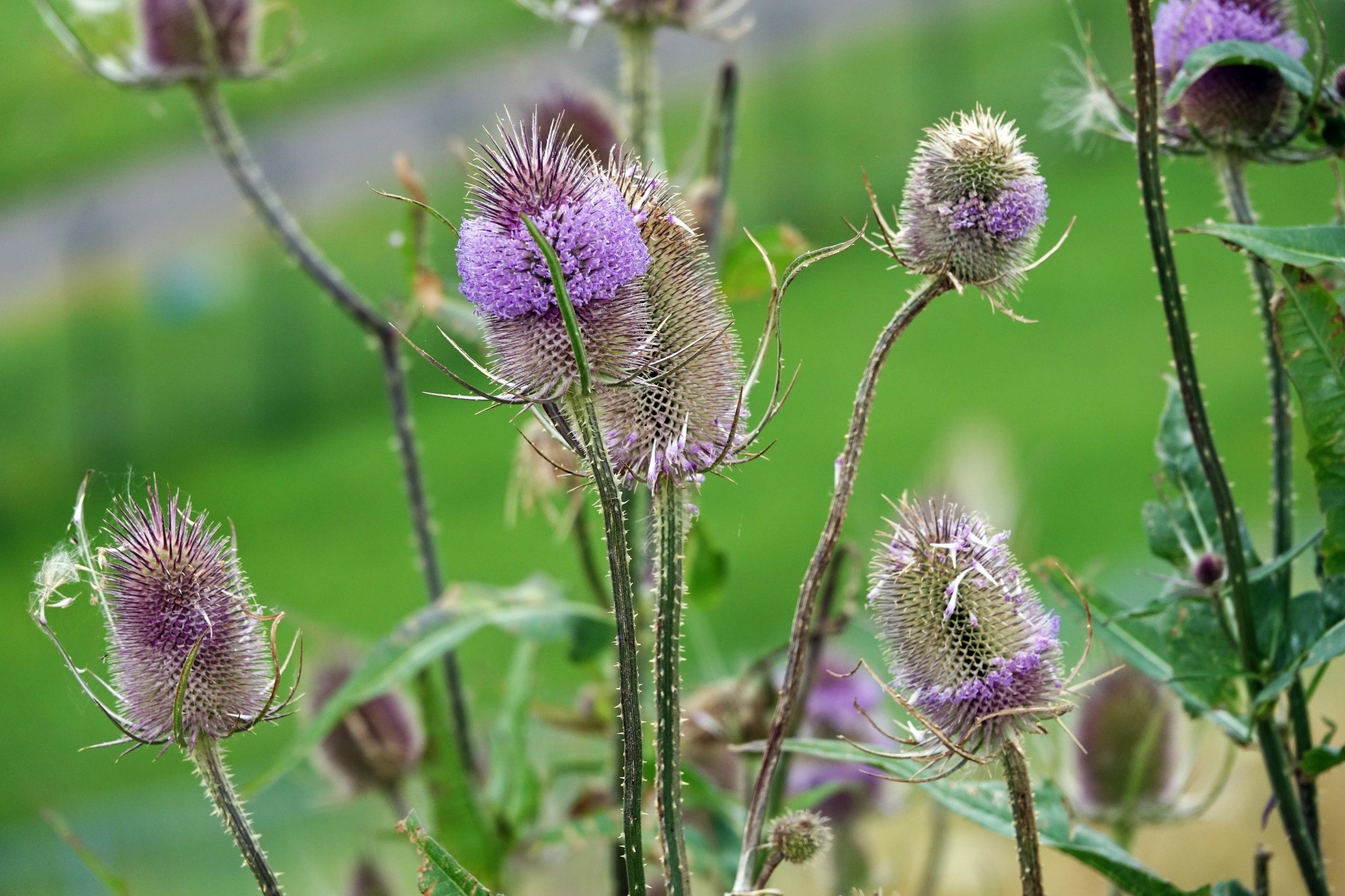 Dipsacus fullonum - Bloemerij