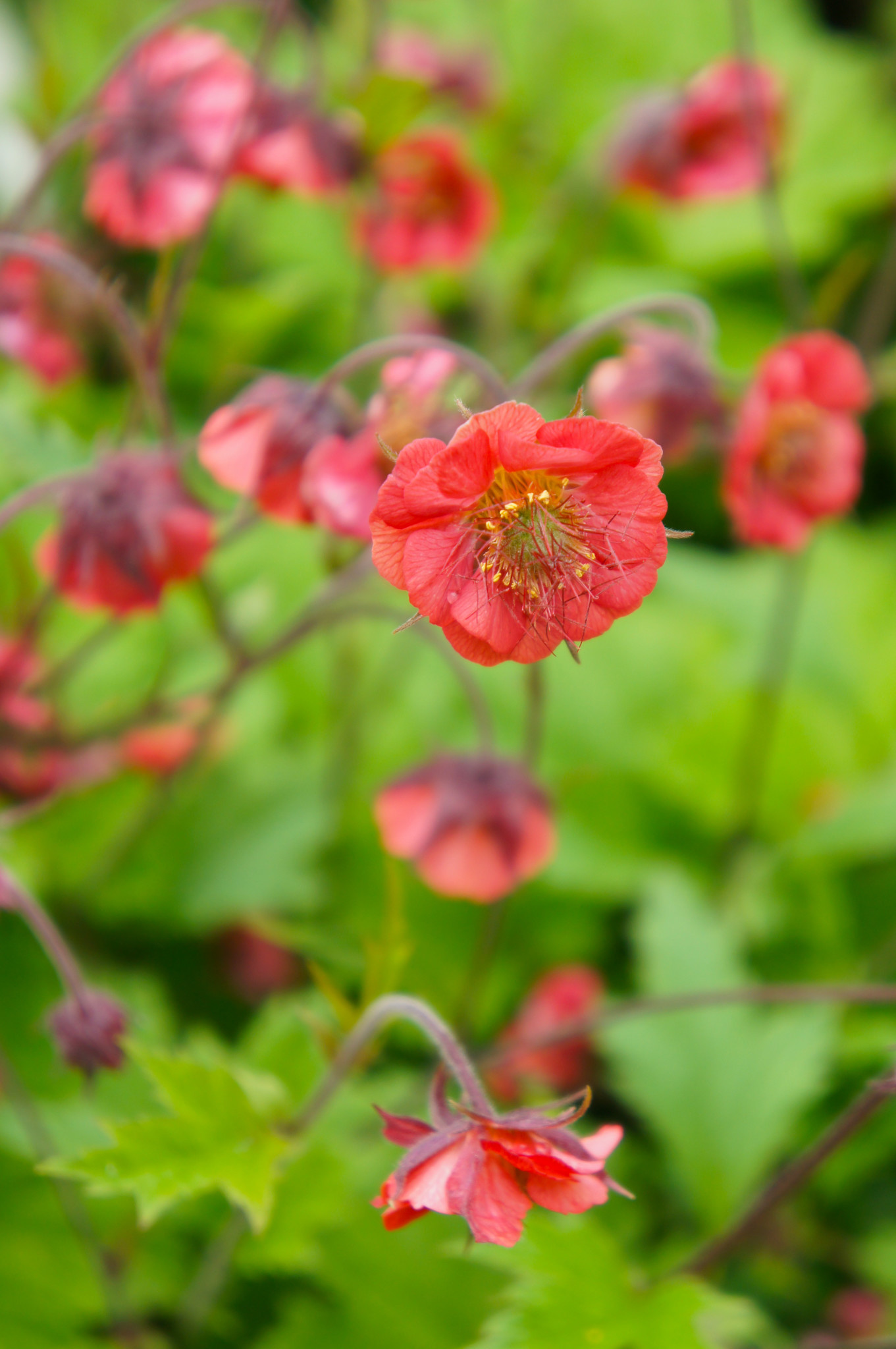 Geum rivale - Bloemerij