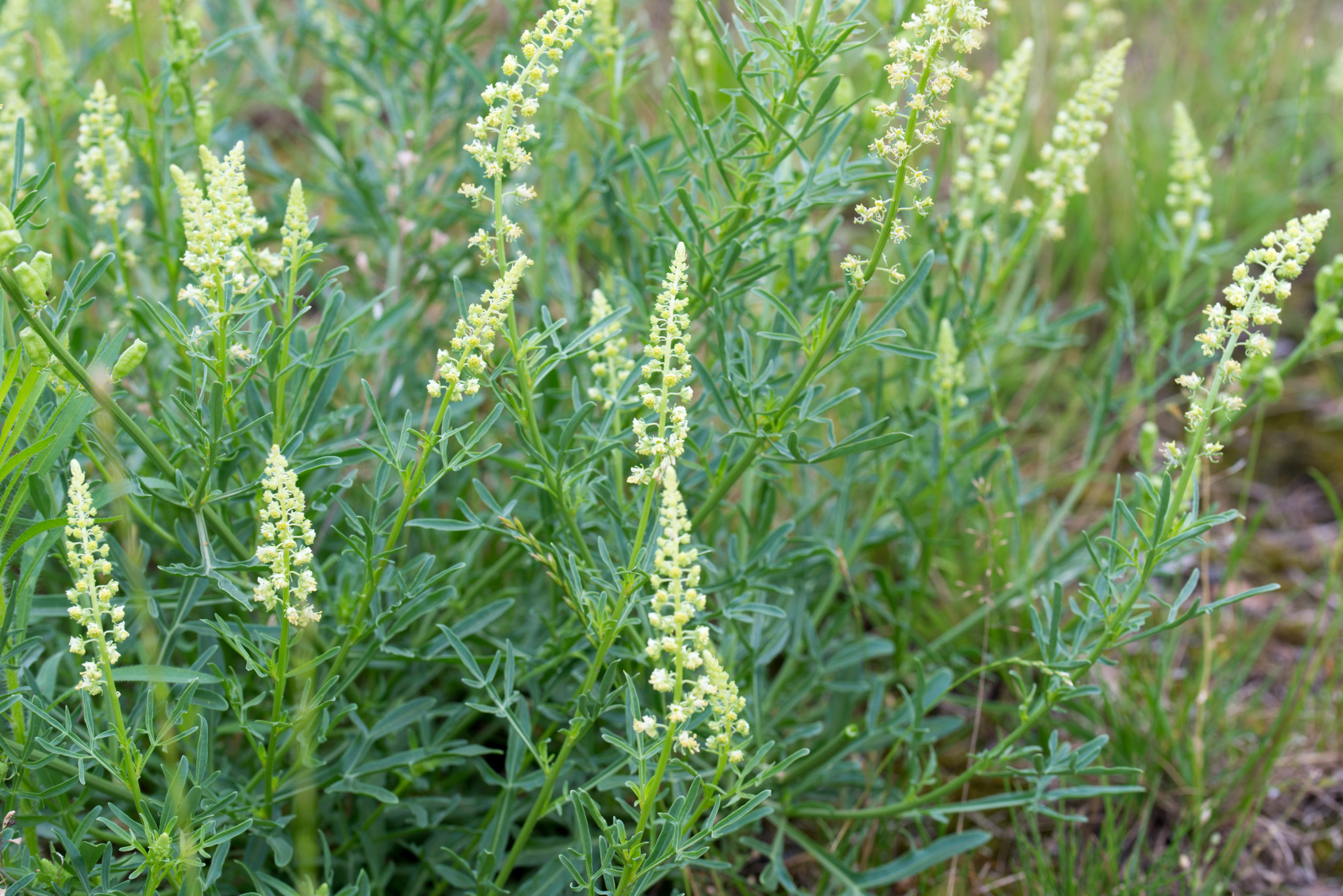 Reseda lutea - Bloemerij