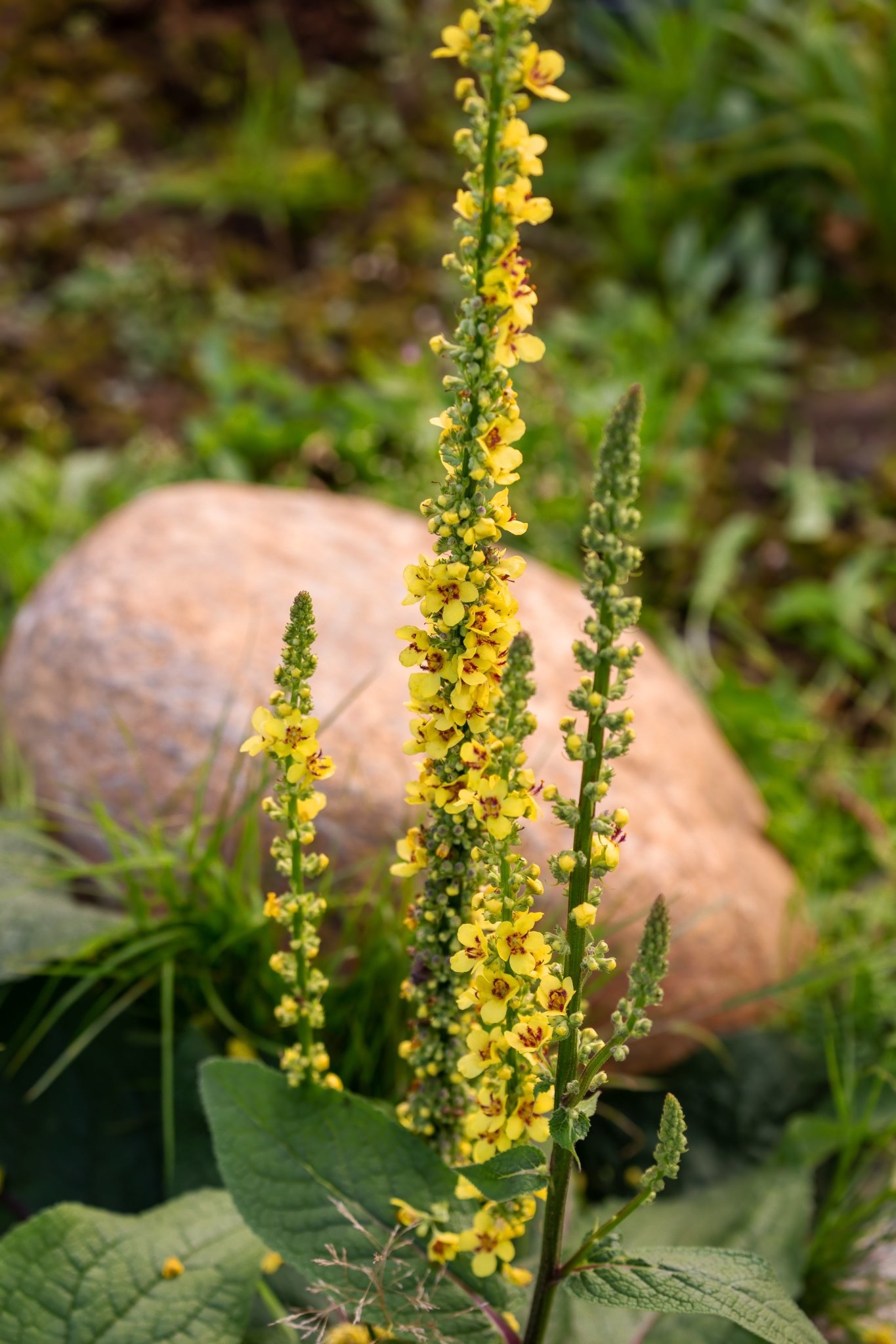 Verbascum nigrum - Bloemerij