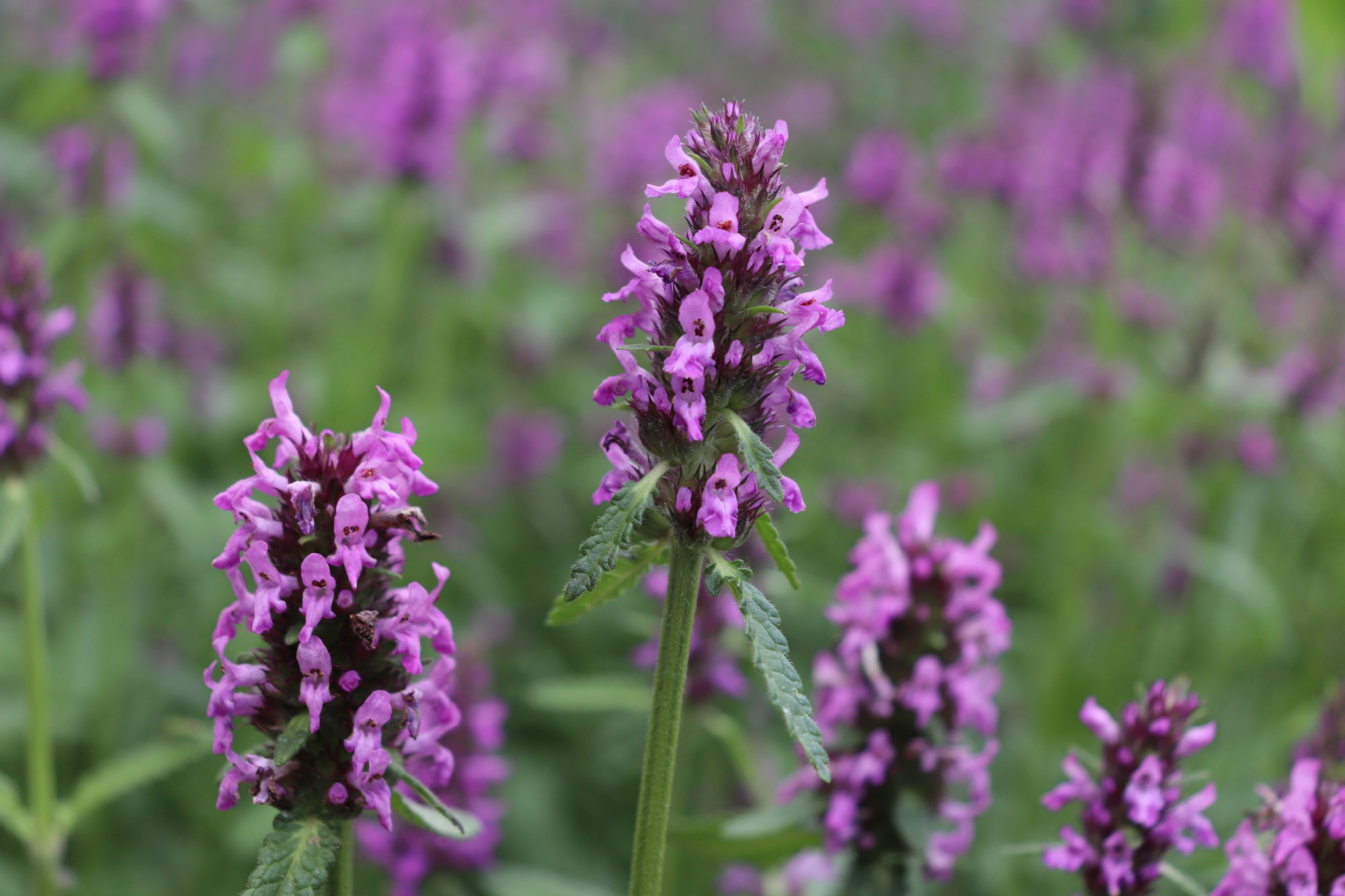 Betonica officinalis - Bloemerij