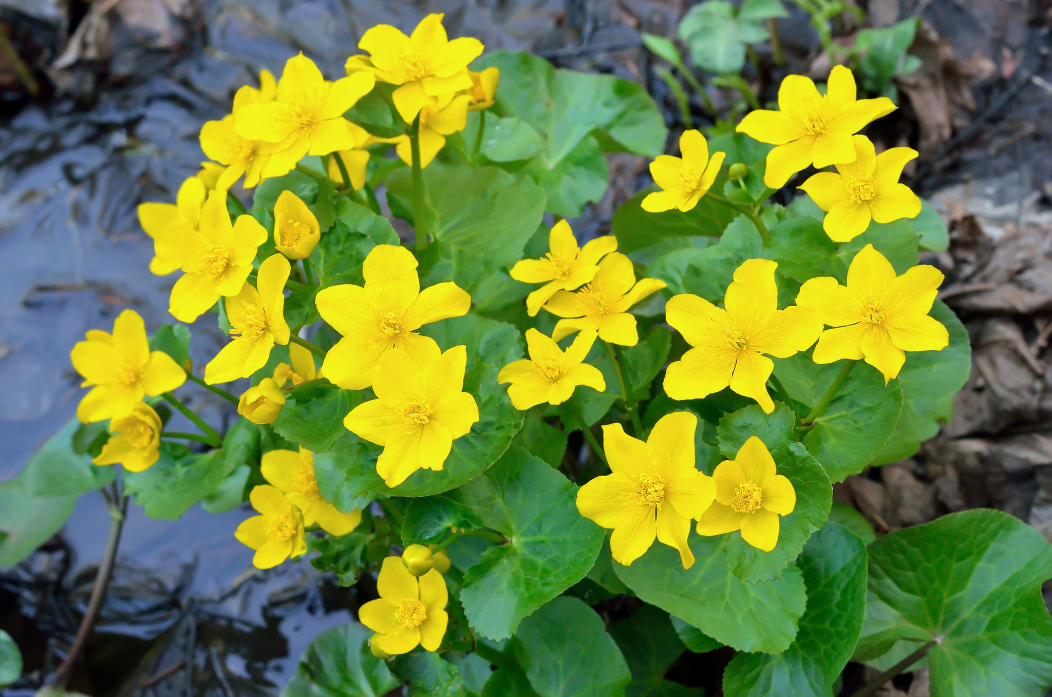 Caltha palustris - Bloemerij
