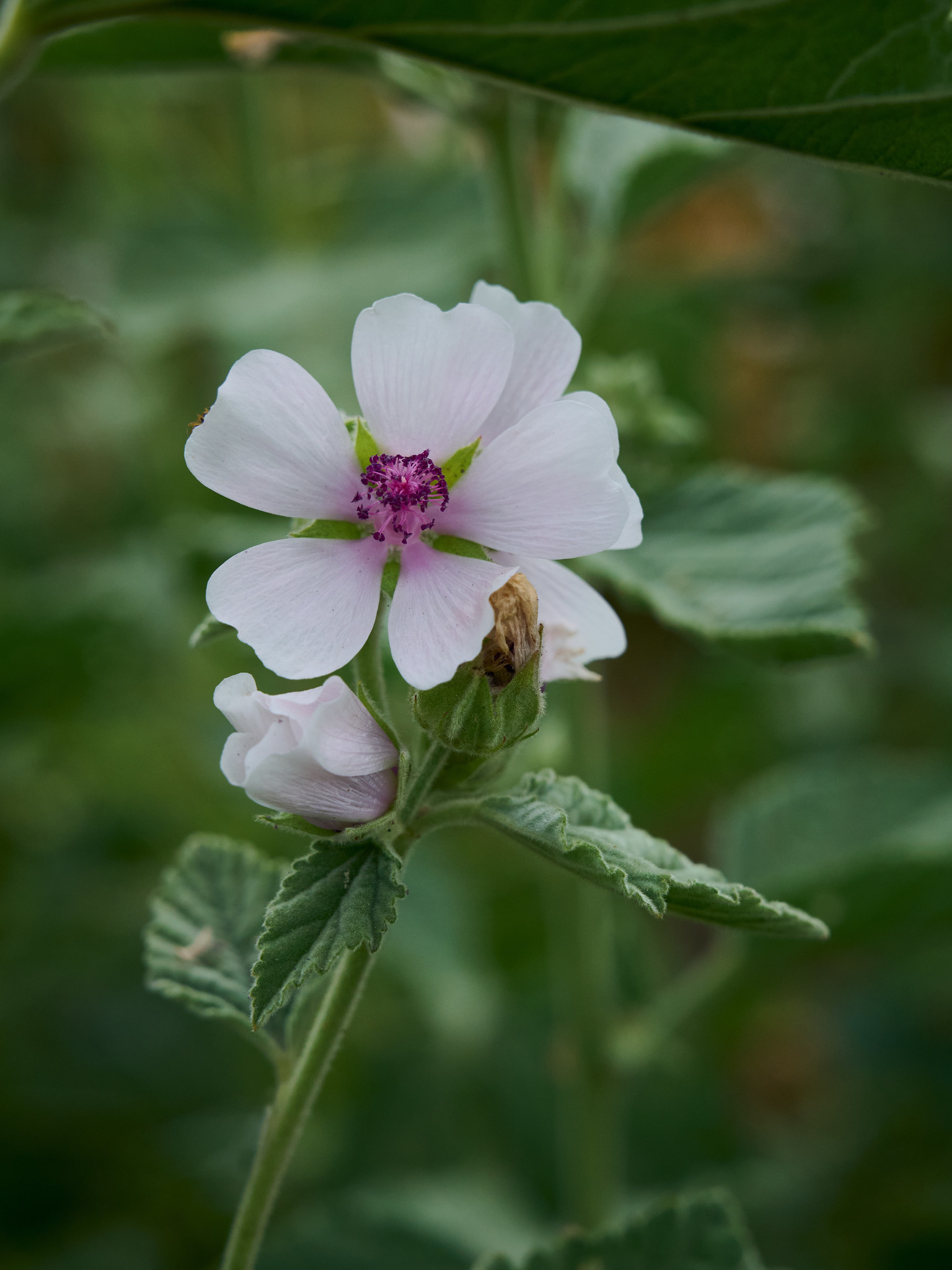 Althaea officinalis - Bloemerij