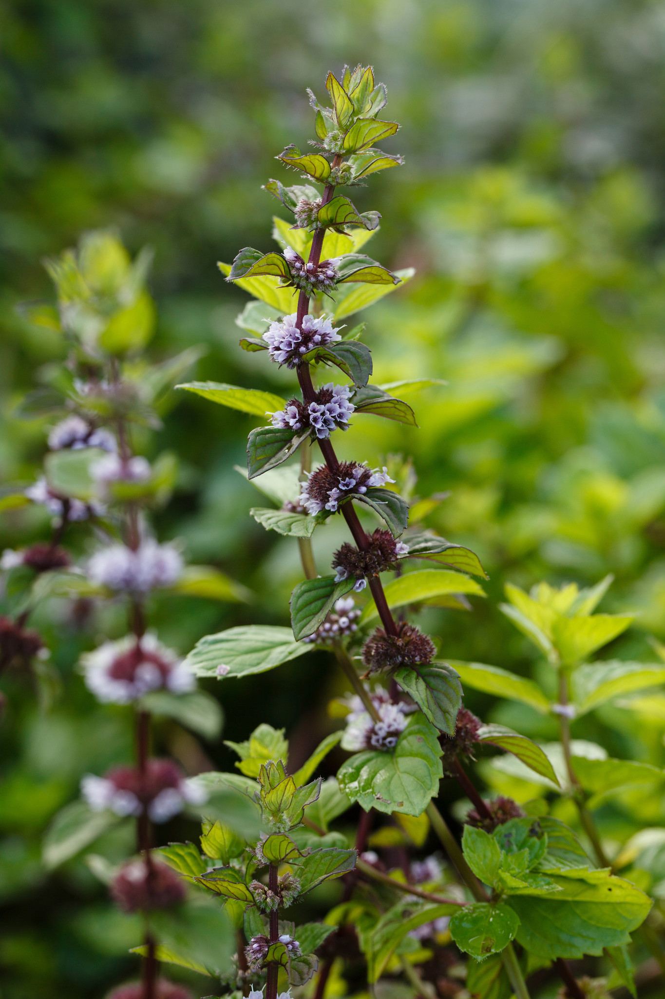 Mentha pulegium - Bloemerij