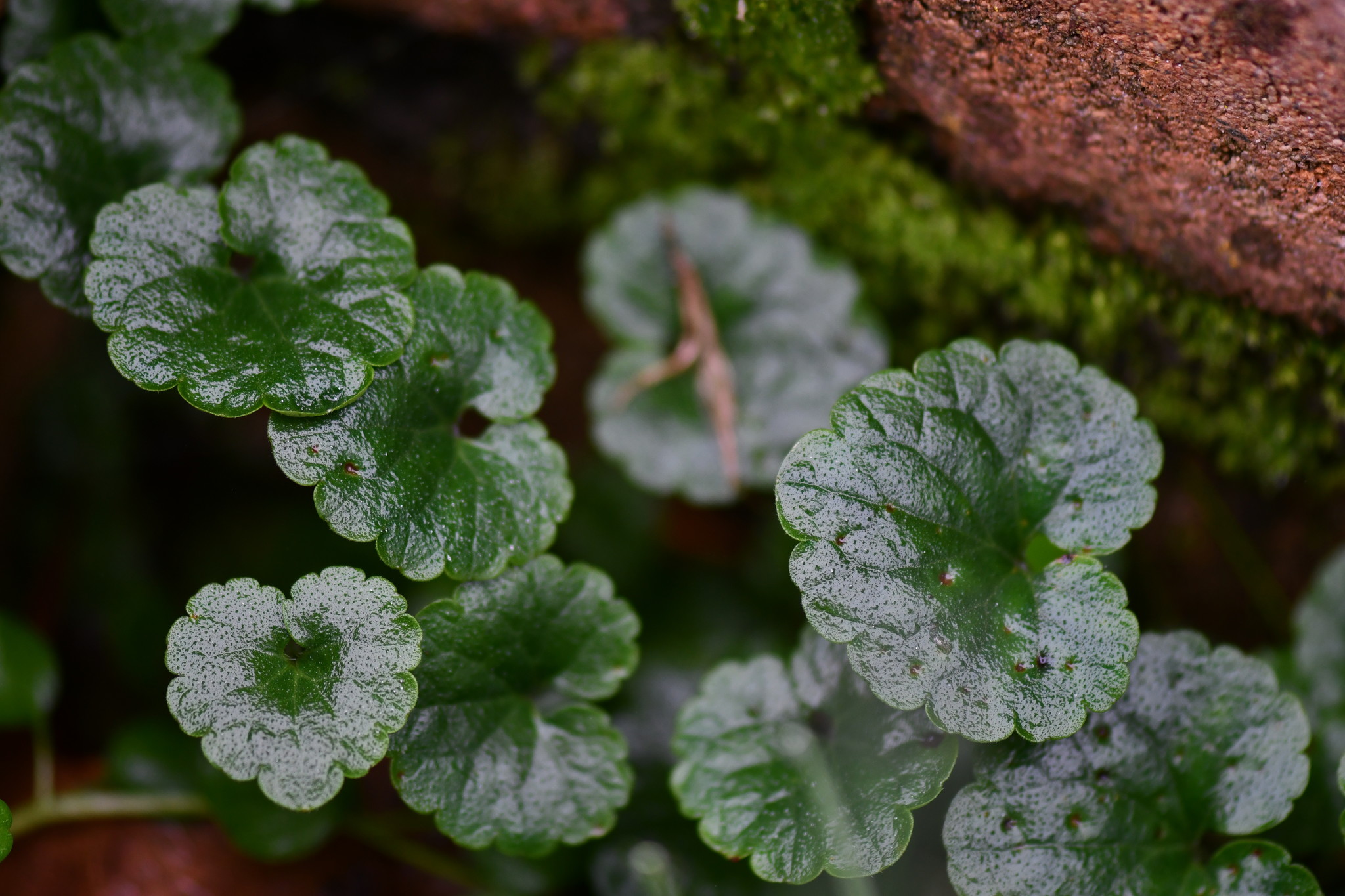 Glechoma hederacea - Bloemerij