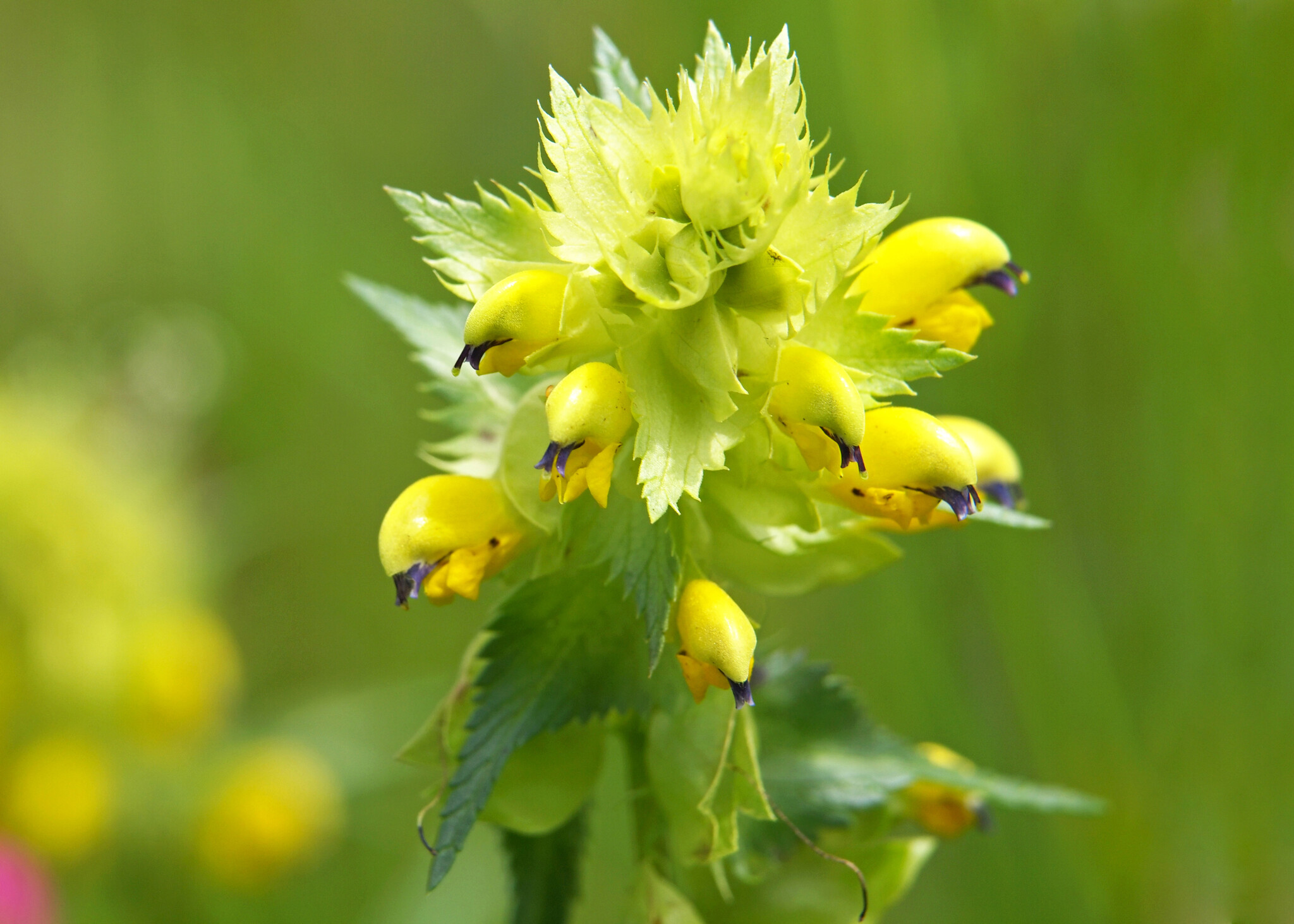 Rhinanthus minor - Bloemerij