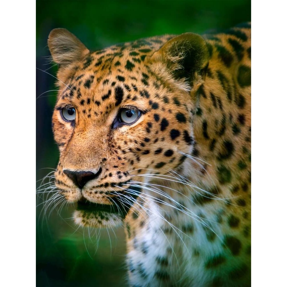 Portret van de bedreigde Amoer-panter • 90 x 120 cm • Glazenschilderijen.nl