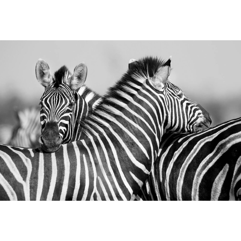 Zebra's samen bij elkaar in zwart-wit • 150 x 100 cm ... Zebra's samen bij elkaar in zwart-wit • 150 x 100 cm ...