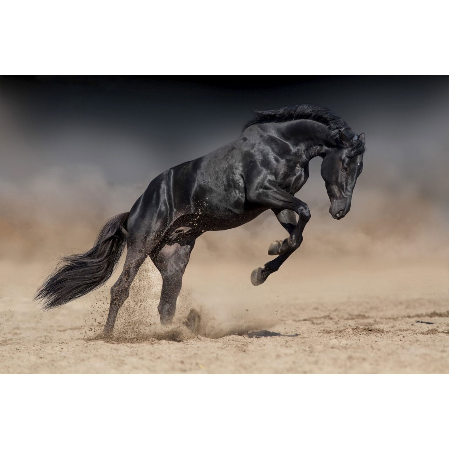 Steigerend Paard Overzicht