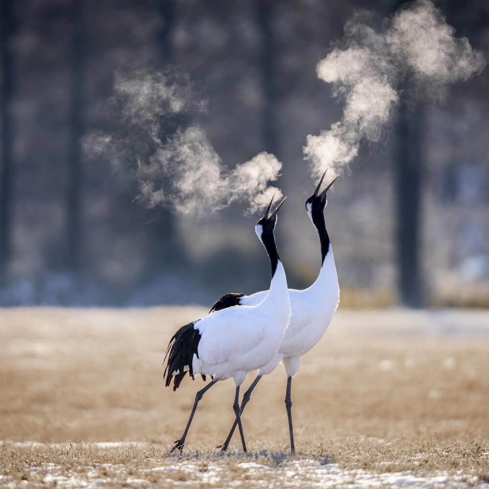 Romantische kraanvogels in een koud veld • 90 x 90 cm ...