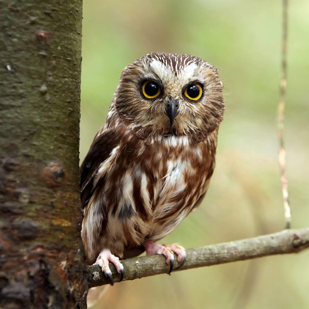 Kleine schattige uil • 50 x 50 cm • Glazenschilderijen.nl