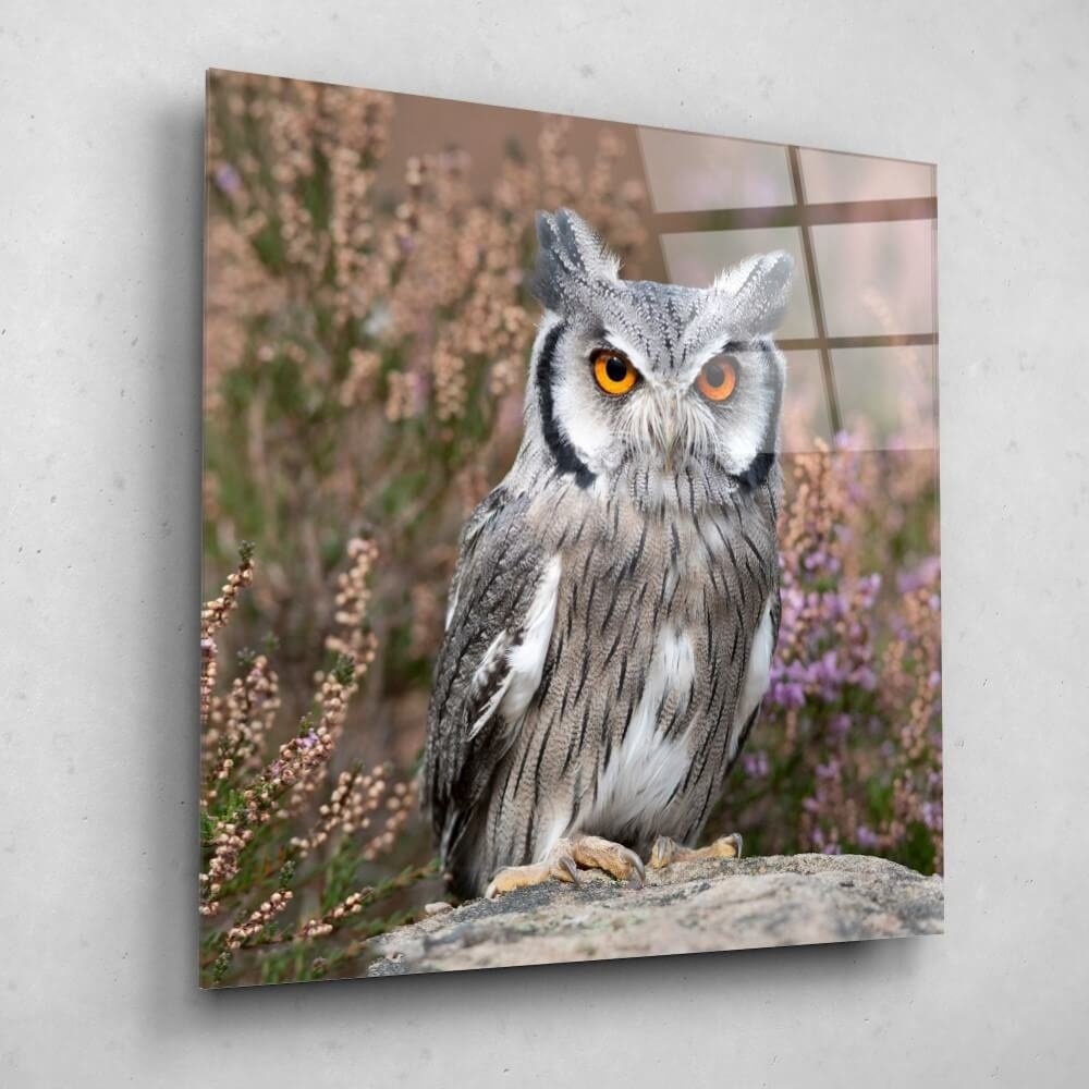 Grappige uil op een steen • 90 x 90 cm • Glazenschilderijen.nl