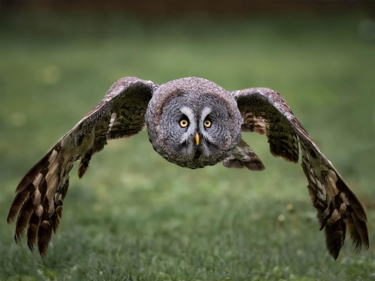 Grijze uil in de lucht • 80 x 60 cm • Glazenschilderijen.nl