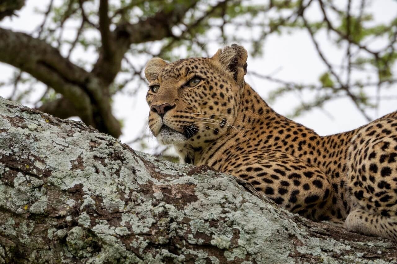 Afrikaans luipaard liggend op een hoge rij bomen • 150 x 100 cm ...