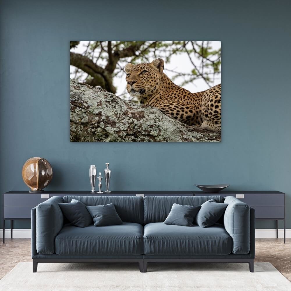 Afrikaans luipaard liggend op een hoge rij bomen • 150 x 100 cm ...