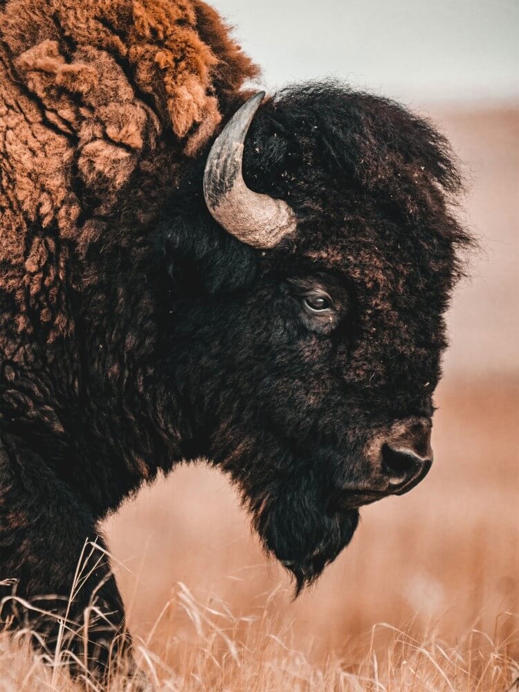 Schilderij bizon • 25+ in collectie • Alle formaten op écht glas