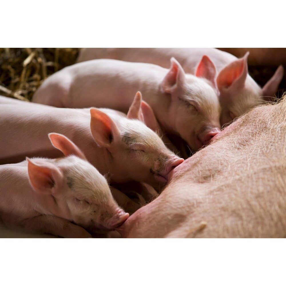 Biggetjes bij moeder zeug • 150 x 100 cm • Glazenschilderijen.nl