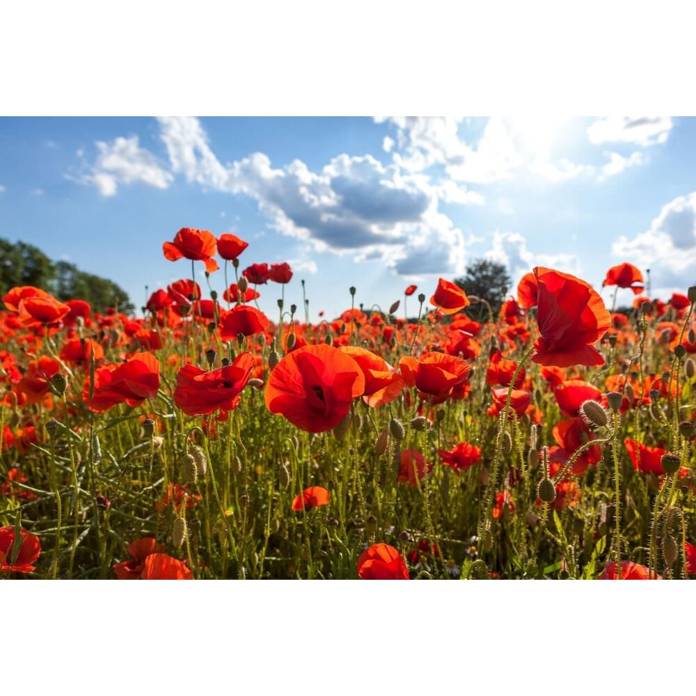 Veld vol klaprozen • 150 x 100 cm • Glazenschilderijen.nl