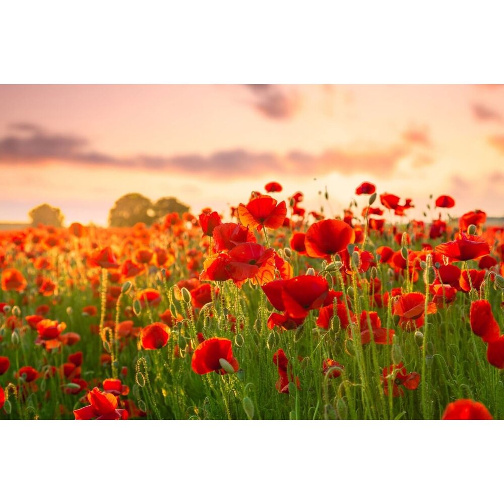 Frivool veld vol klaprozen • 120 x 80 cm • Glazenschilderijen.nl