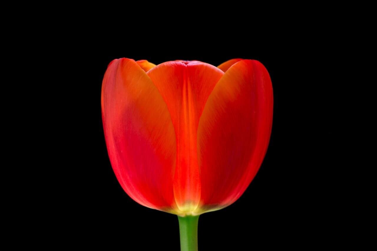 Rode tulp uitgelicht met zwarte achtergrond • 120 x 80 cm ...