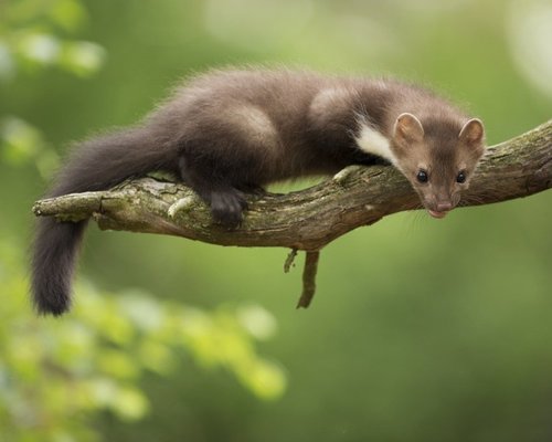 Blogs - 5 Tips voor het Voorkomen en Bestrijden van Marters! - VerminBuster