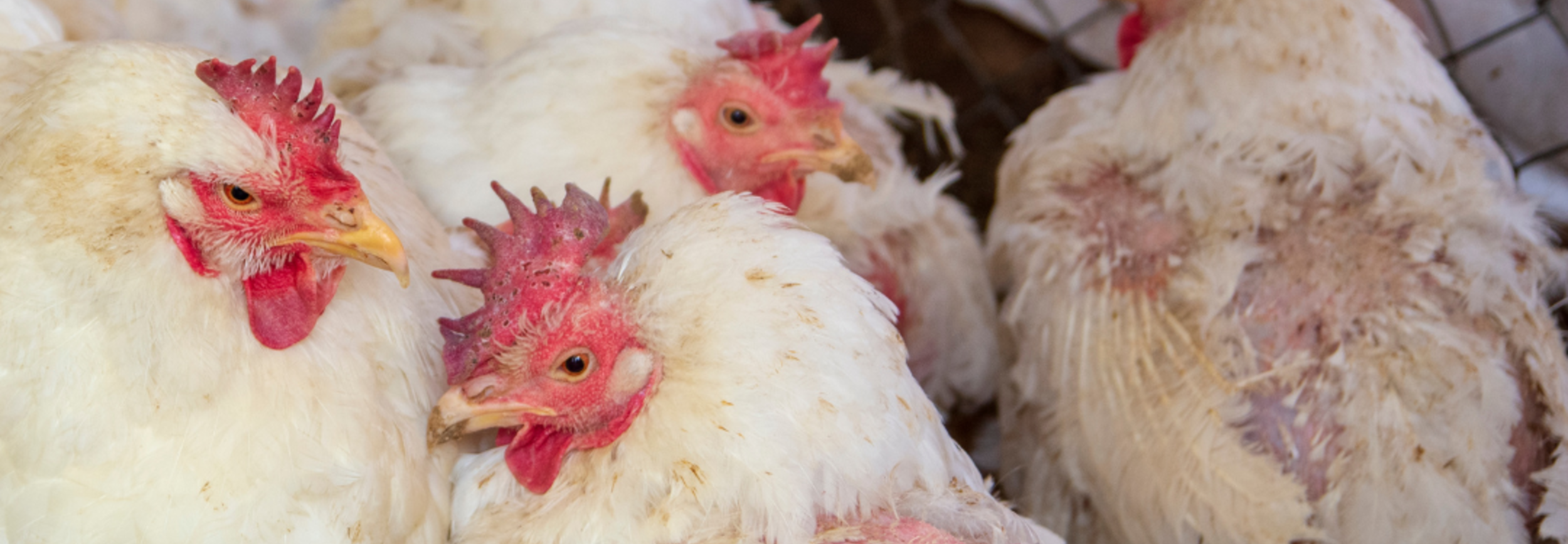 Bloedluizen: wie, wat, waar, wanneer, hoe? - Nachtergaele, Uw partner ...