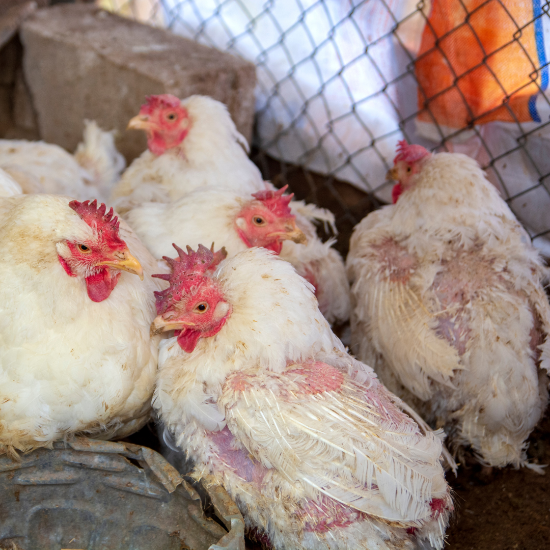 Bloedluizen: wie, wat, waar, wanneer, hoe? - Nachtergaele, Uw partner ...