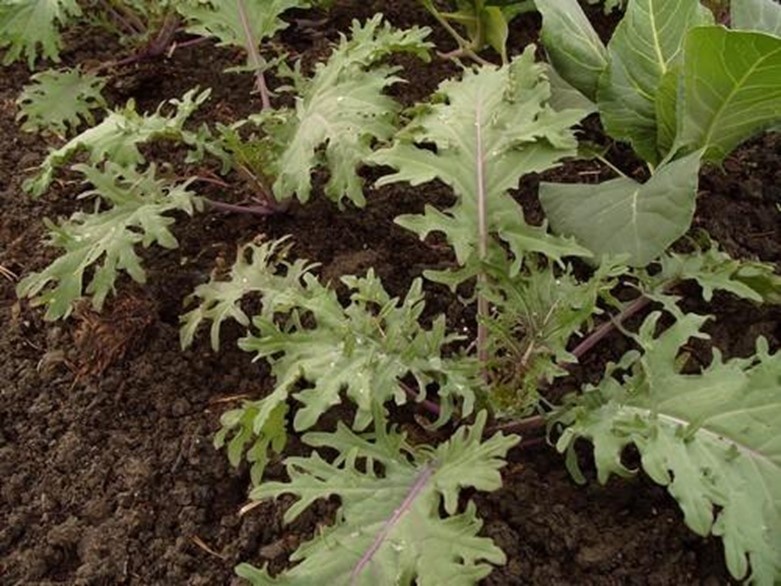 Palm Kool - Red Russian - De Zaderij