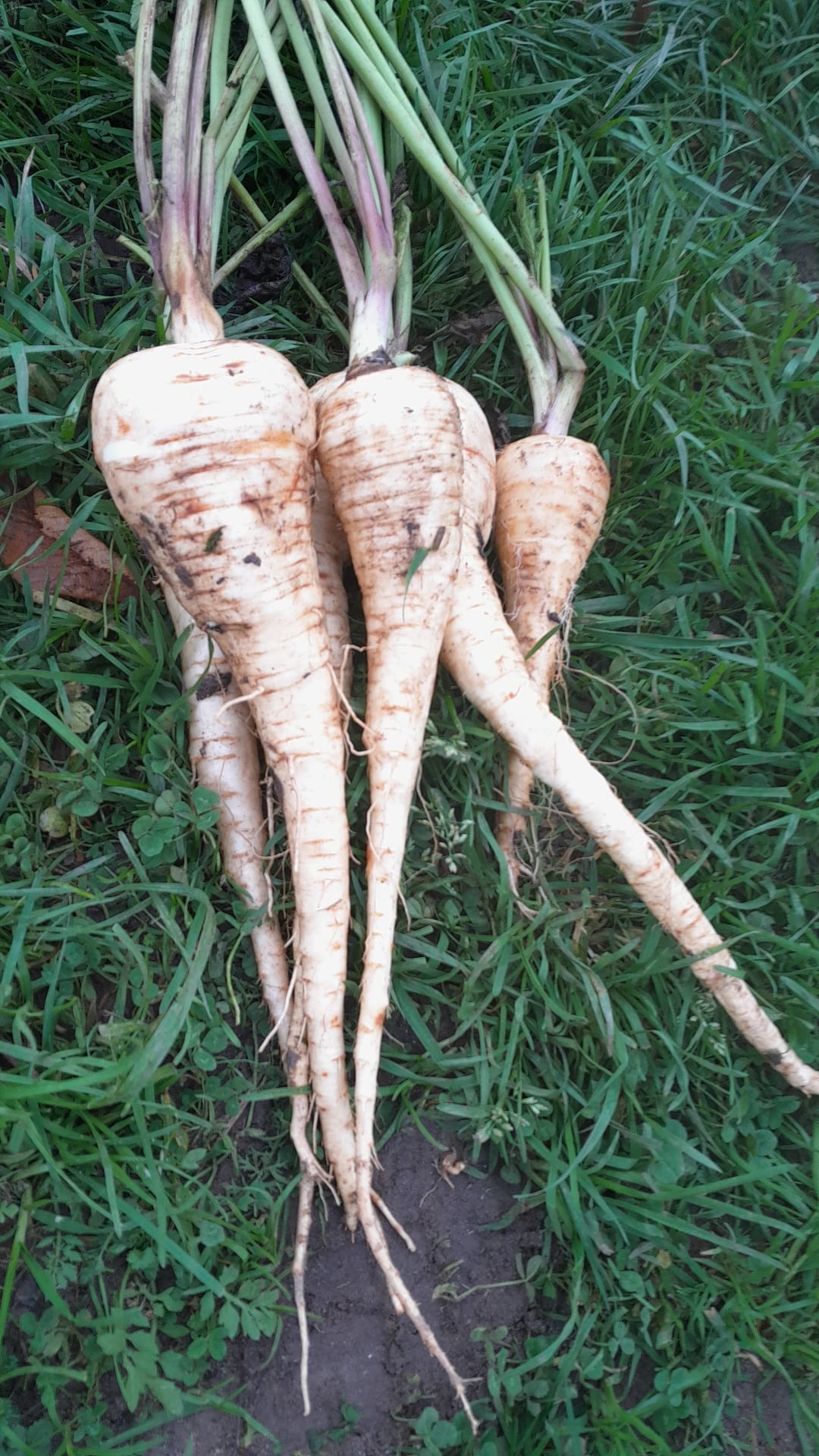 pastinaak Tender and True - De Zaderij