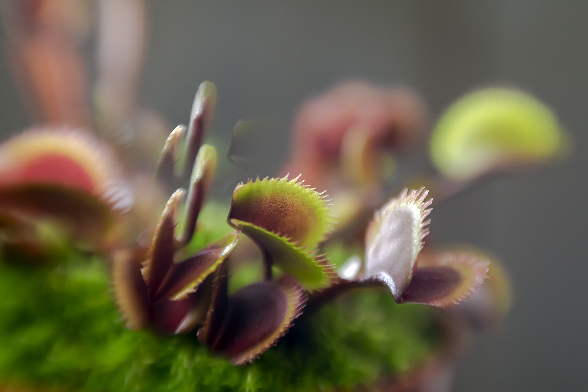 Carnivorous plants in the fall | Carnivory.eu
