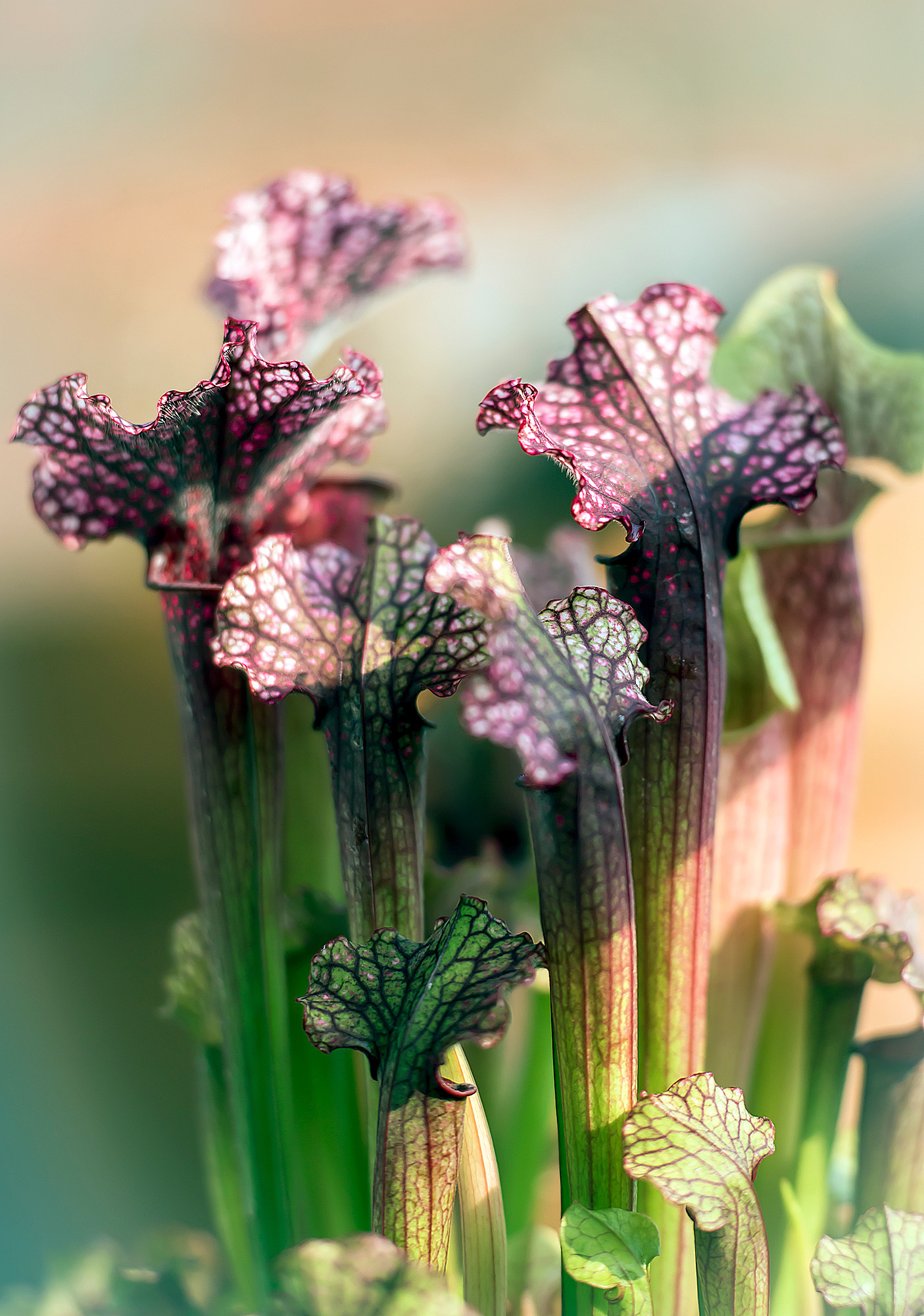 Carnivorous plants in spring | Carnivory.eu