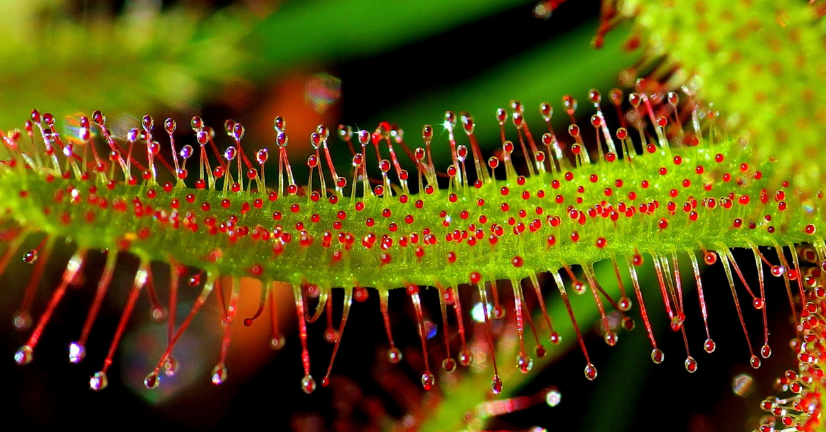 The growth period of Carnivorous plants. | Carnivory.eu