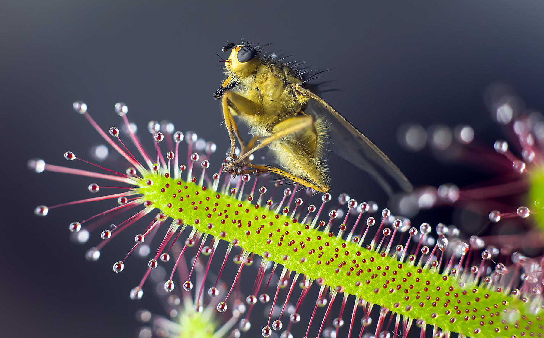 Köttätande växt som fångar myggor | Carnivory.eu