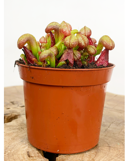 Carnivory.eu | der Webshop mit fleischfressenden Pflanzen