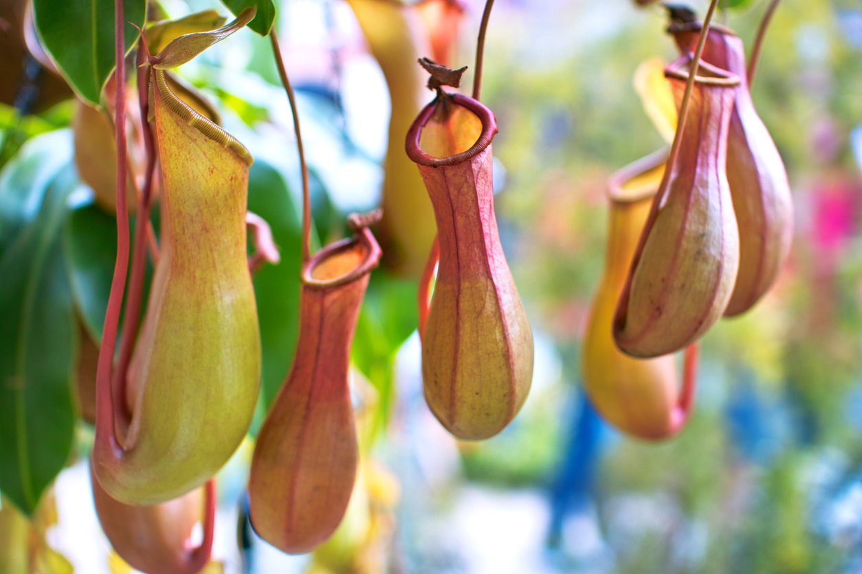 Todo sobre la Nepenthes | Datos de interés | Carnivory.eu - Carnivory.eu
