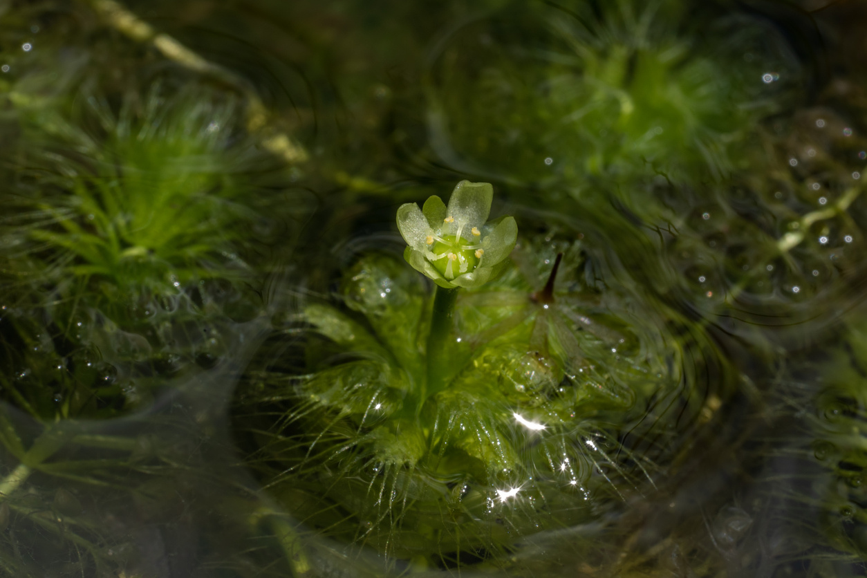 Are there vegetarian carnivorous plants | read all about it in this ...