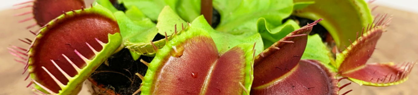 Facts about the Carnivorous Plant | Read them here | Carnivory.eu