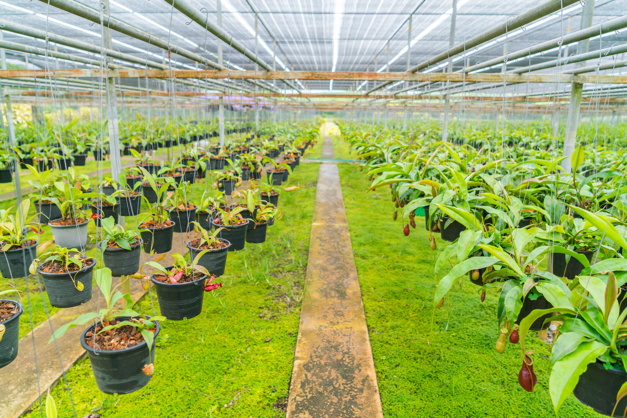 Por qué las plantas carnívoras empezaron a comer insectos | lea todo ...