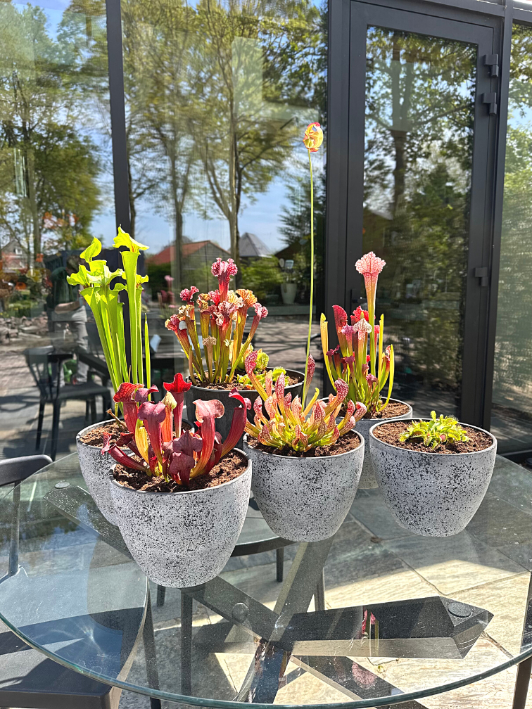 Which carnivorous plants can be put together? | Carnivory.eu