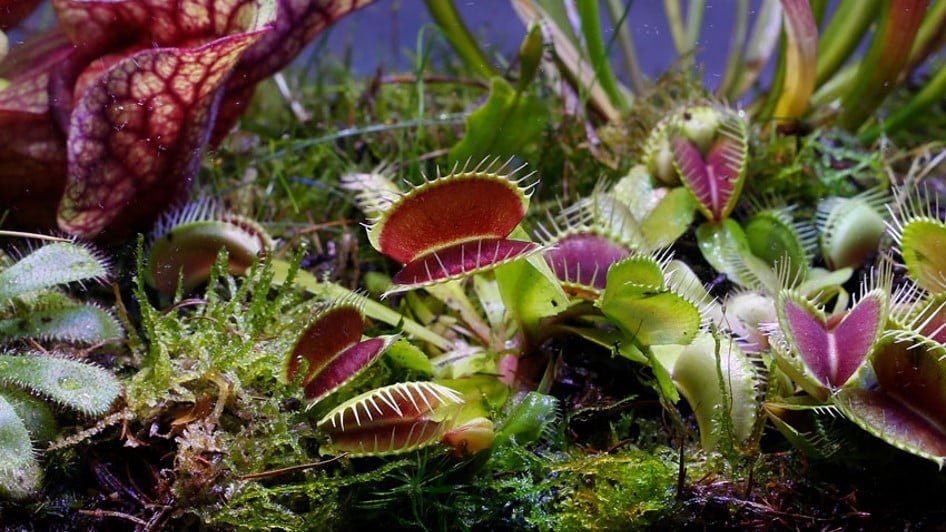 Quelles sont les plantes carnivores qui conviennent le mieux à un ...