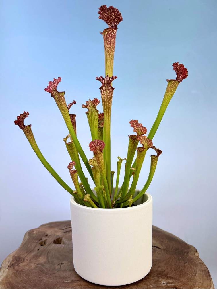Mica flower pot Era 15 cm | Light grey | Carnivory.eu - Carnivory.eu