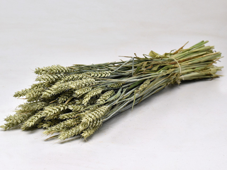 Natural Green Triticum for Stylish Decoration - MyFlowers.shop: The ...
