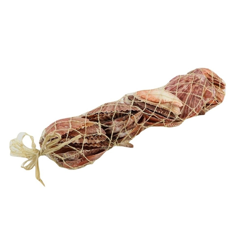 4A Schelpen Pecten Nobillis 600g | Kleur: Red | Per stuk te bestellen - MyFlowers.shop | Jouw ...