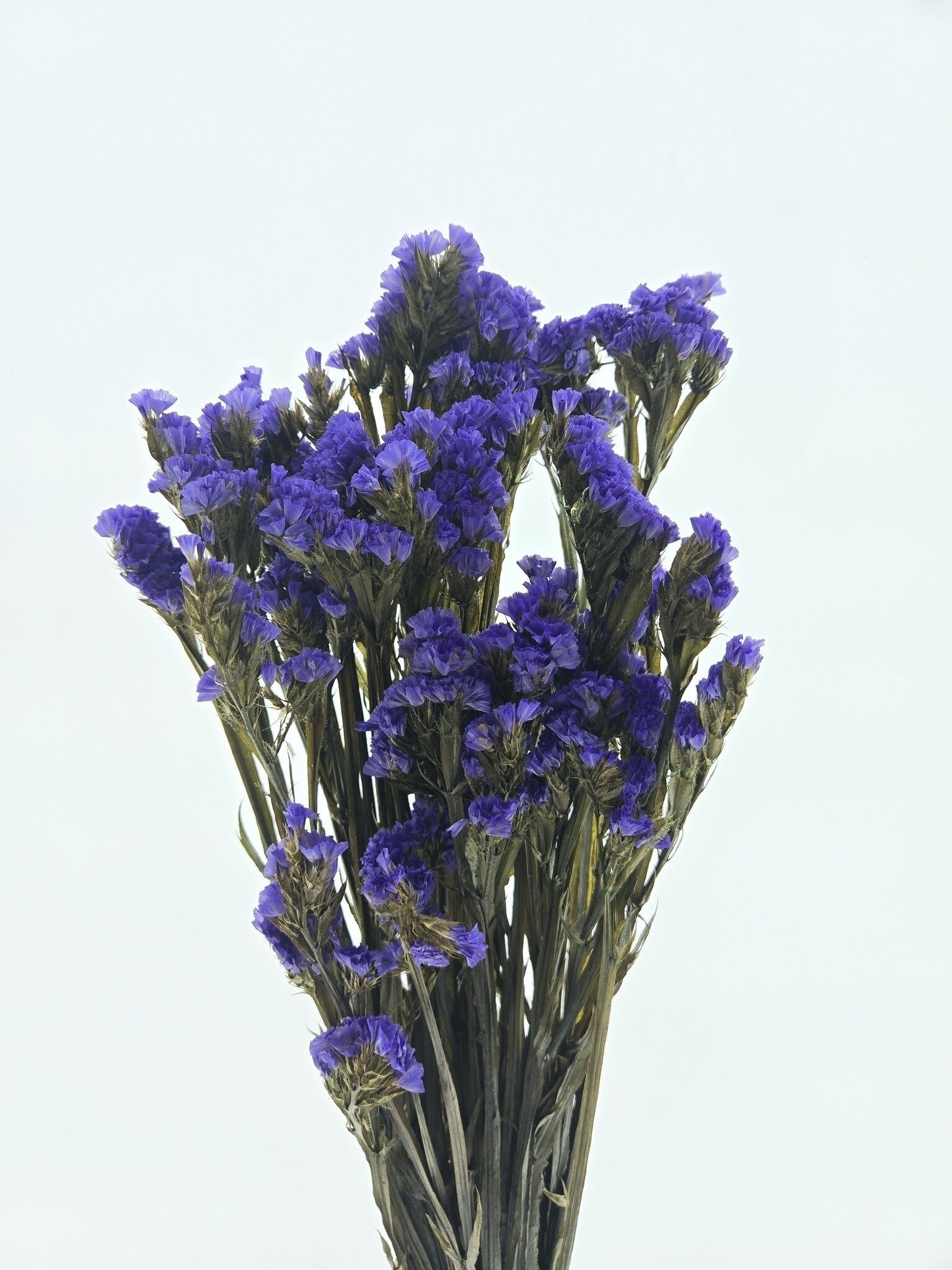 Paarse Statice Sinuata - Duurzaam en Onderhoudsvriendelijk - MyFlowers ...