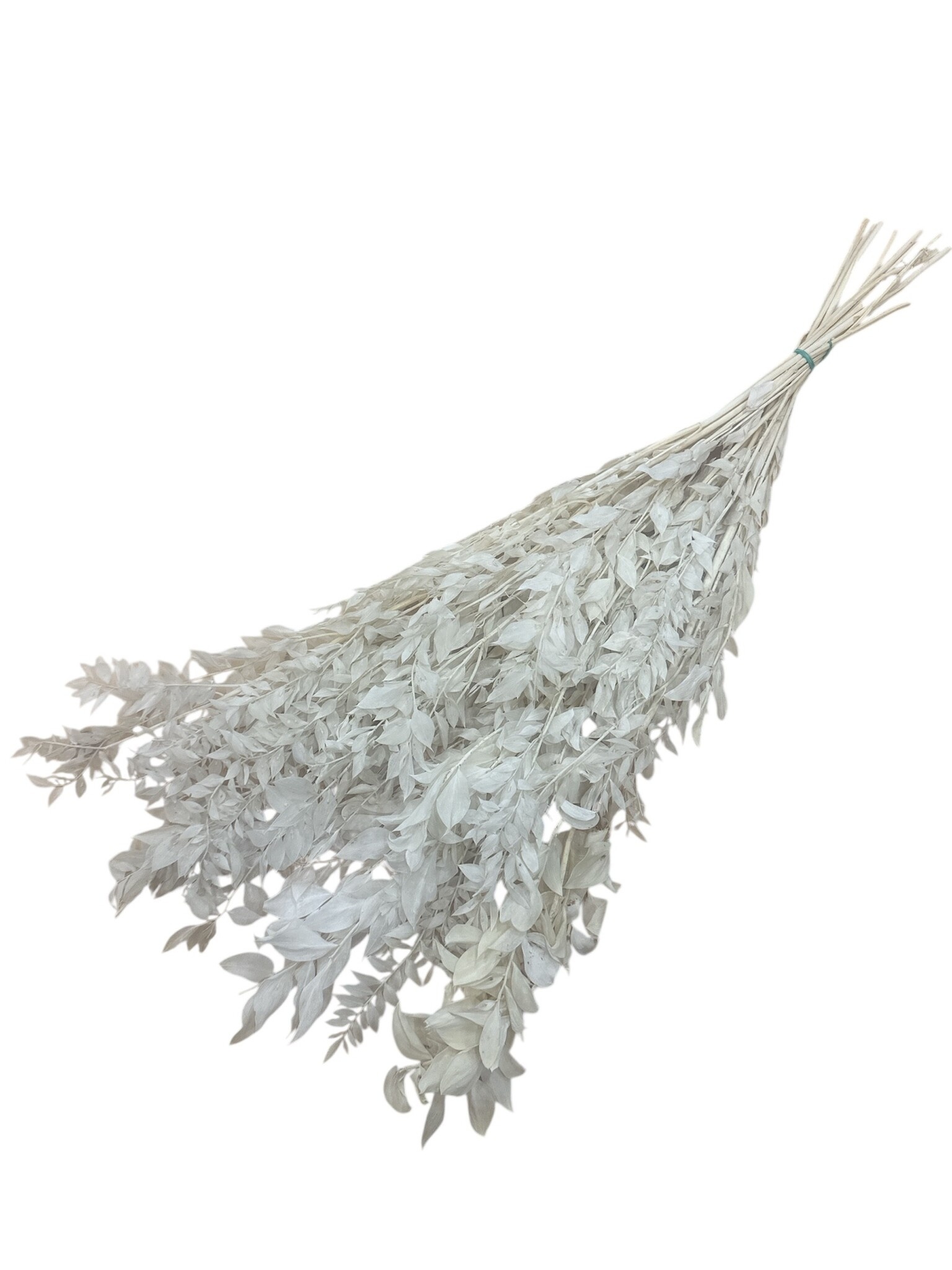 White Bleached Ruscus - Timeless Dried Flower for Any Interior ...
