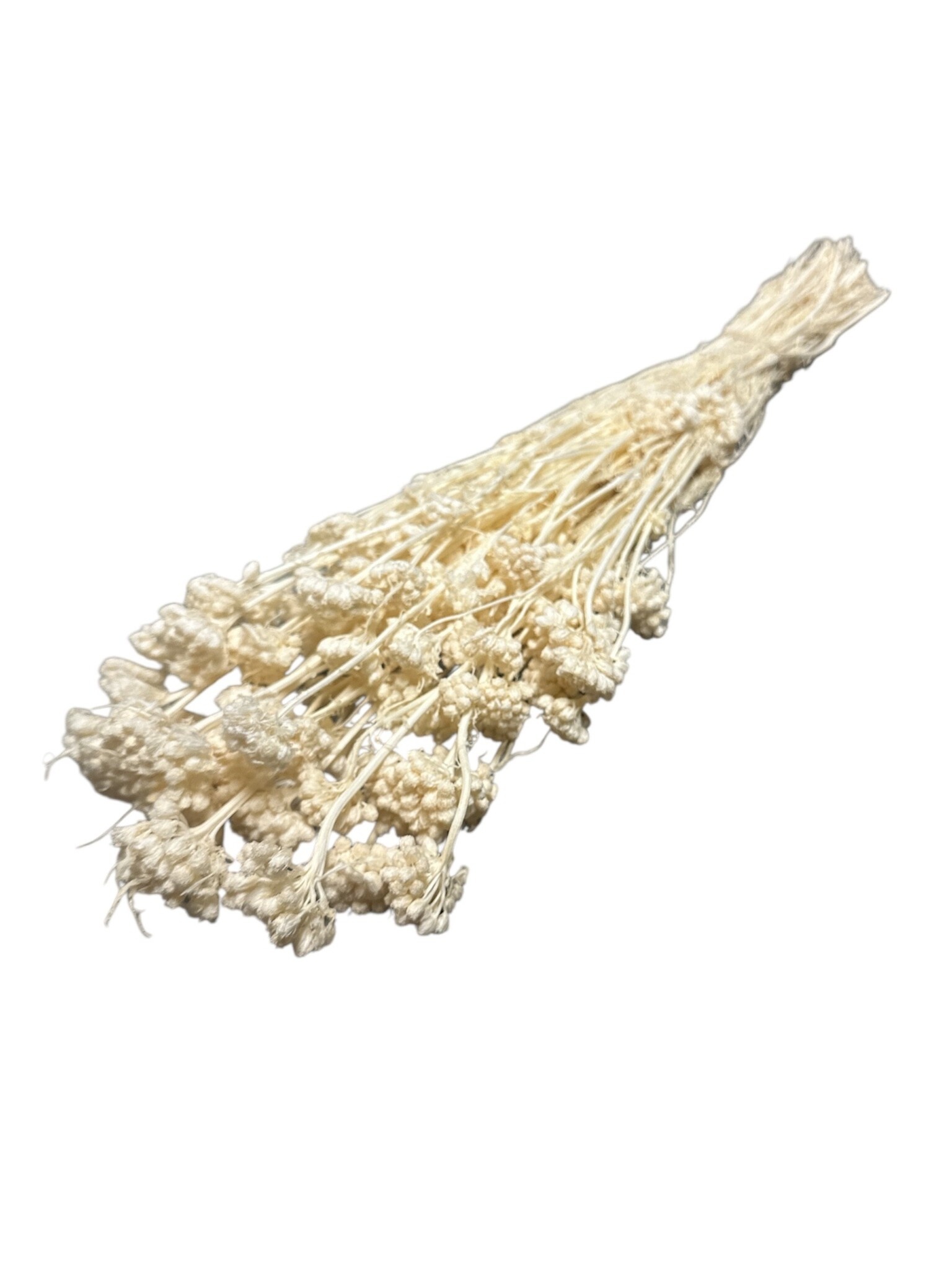 White Bleached Lonas Annua for Sustainable Interior Decoration ...
