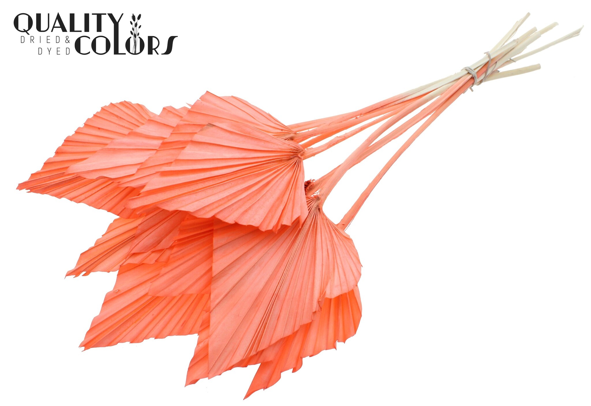 Palmier séché couleur corail pour décoration intérieure - MyFlowers ...