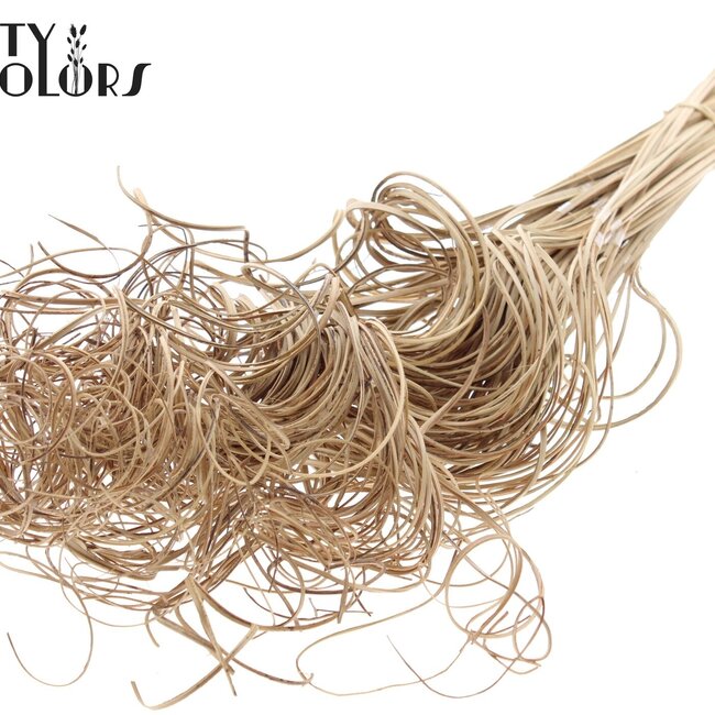 Feuille de palmier Curly Ting Ting - Naturel Brun 70 cm - MyFlowers ...