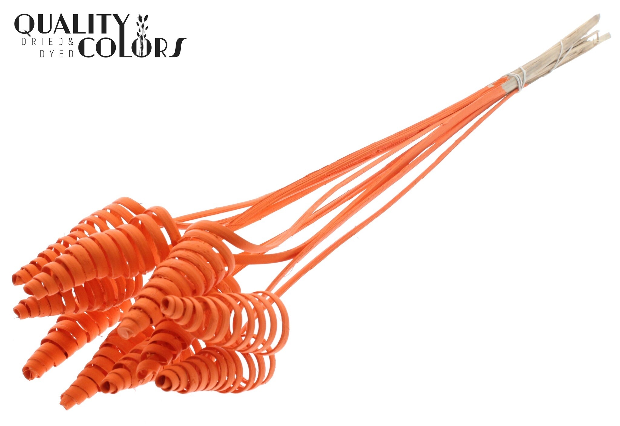 QC Cane Cone on stem Covered Orange - MyFlowers.shop: The Online Flower ...