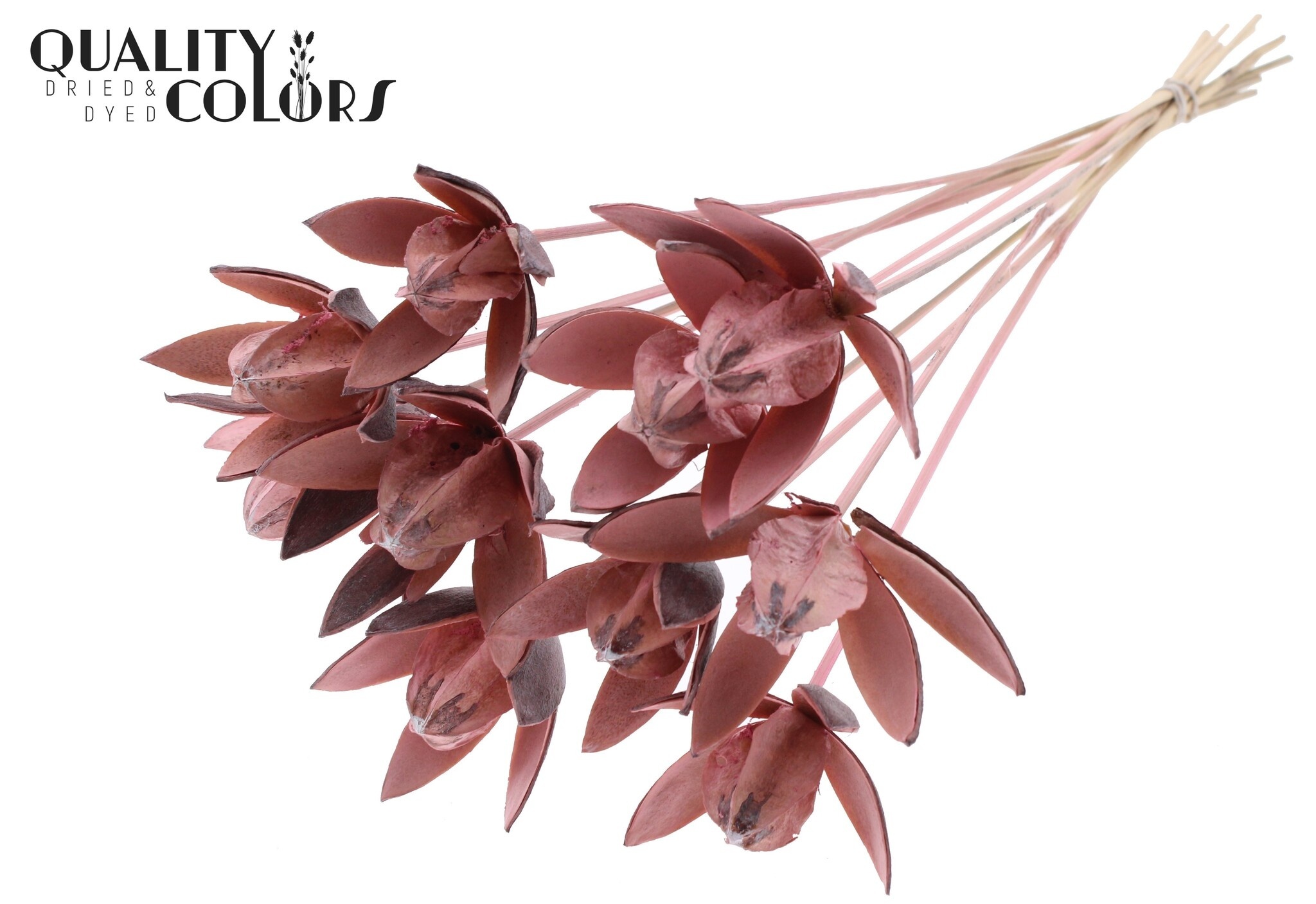 Wild Lily Seed Pod on Stem - Frosted Pink 50 cm (10 pieces) - MyFlowers ...